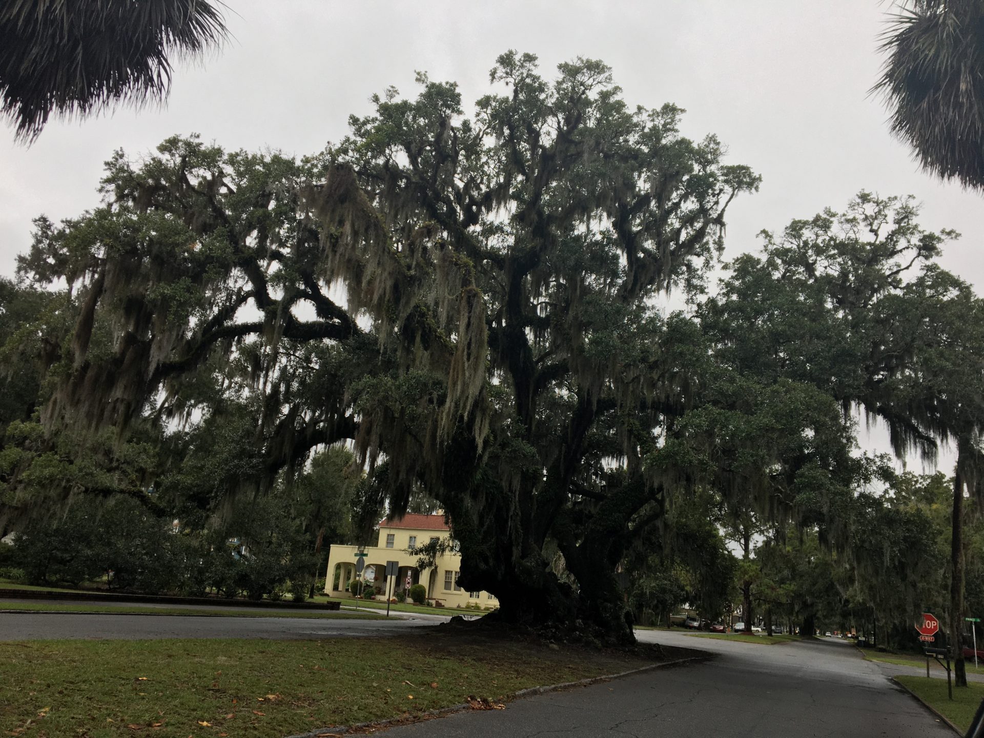 Marsh Madness: Painting the South - American Watercolor